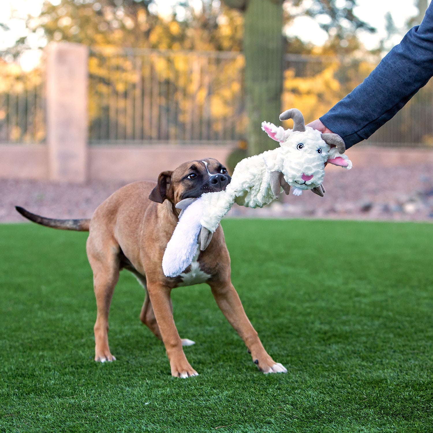 Fat Tail – Nymeyer's at Tanglewood